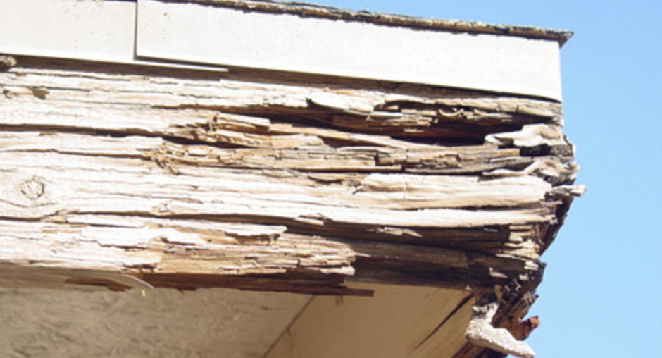 What is a WDO Inspection? – Home Run Inspections, LLC